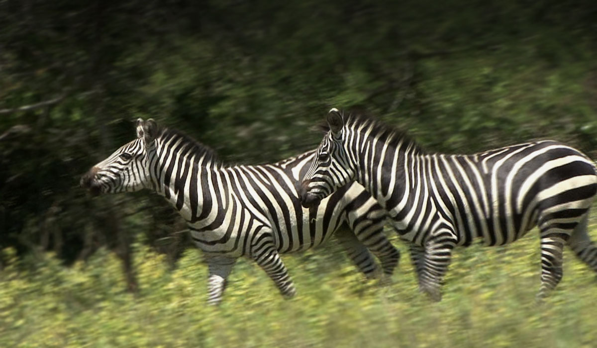 Akagera National Park wildlife | RwandanStories